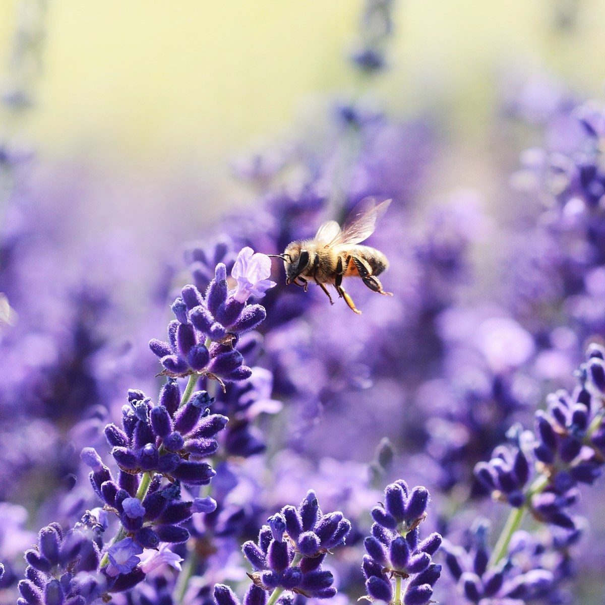 Butik – Indigo Design